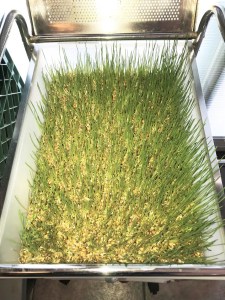 How to Make Chicken Fodder – Step by Step 7 Day Guide with Photos