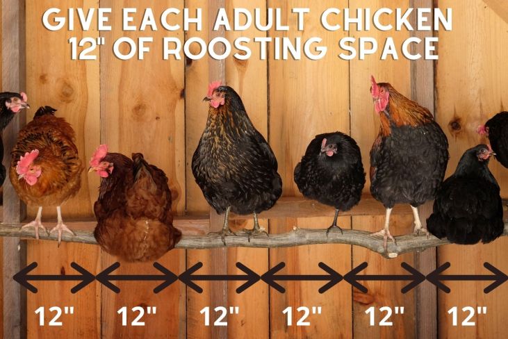 8 Best Tips-How to Set Up Chicken Roosting Bars