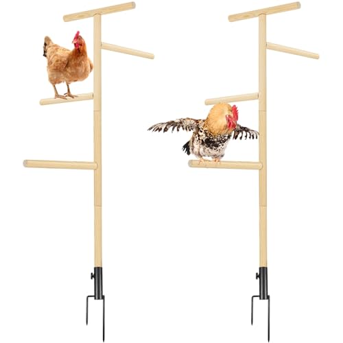 8 Best Tips-How to Set Up Chicken Roosting Bars
