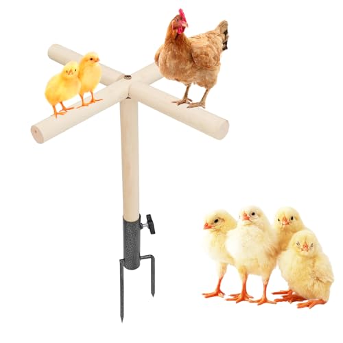 8 Best Tips-How to Set Up Chicken Roosting Bars