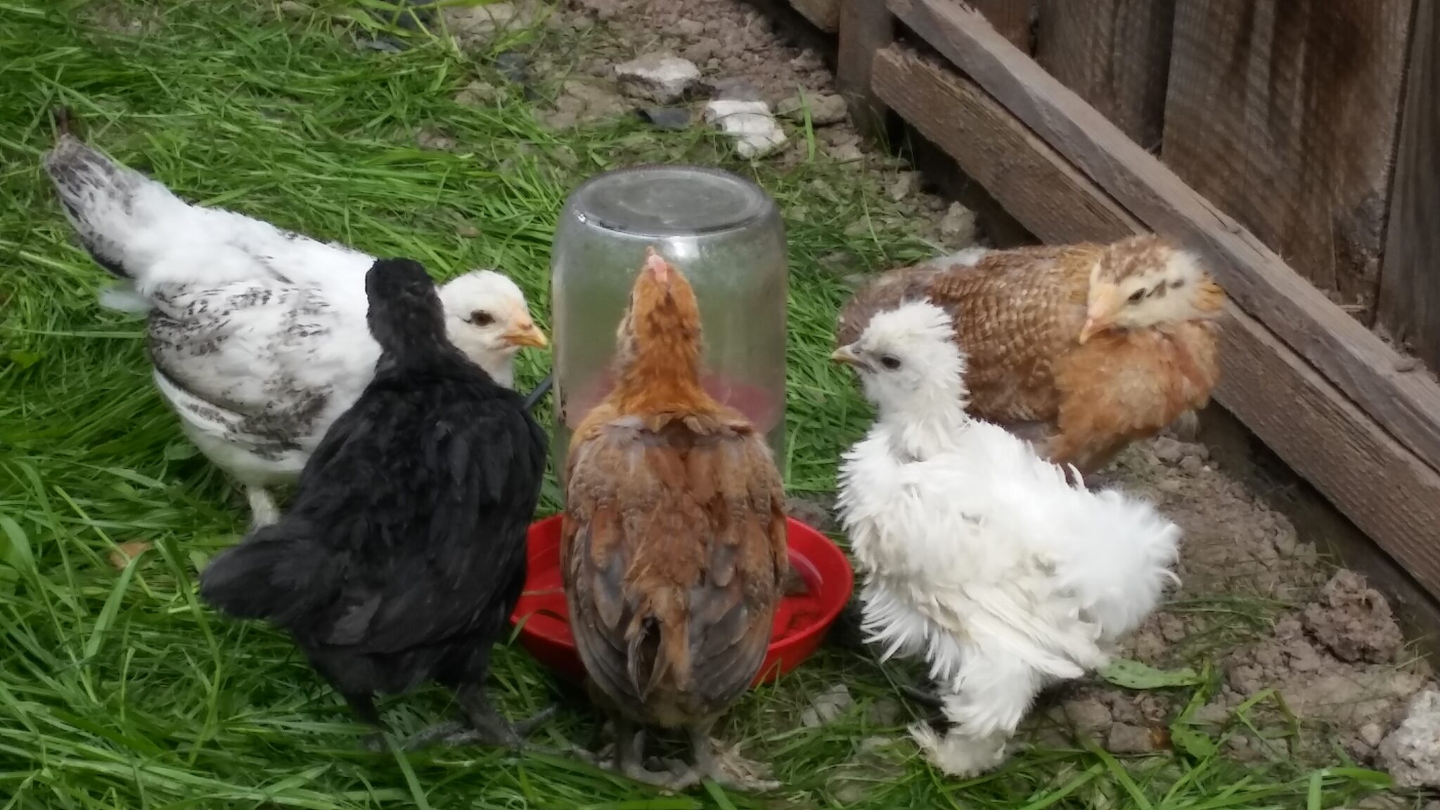 6 Week Guide – How to Raise Healthy Baby Chicks