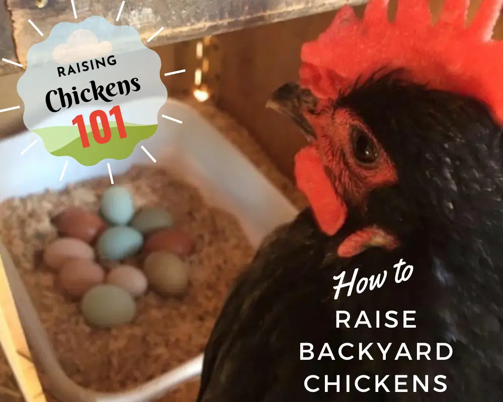 How to Raise Chickens Featured Image | Backyard Chickens Mama