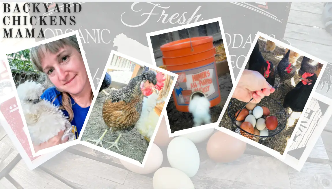 backyard chickens banner copy | Backyard Chickens Mama