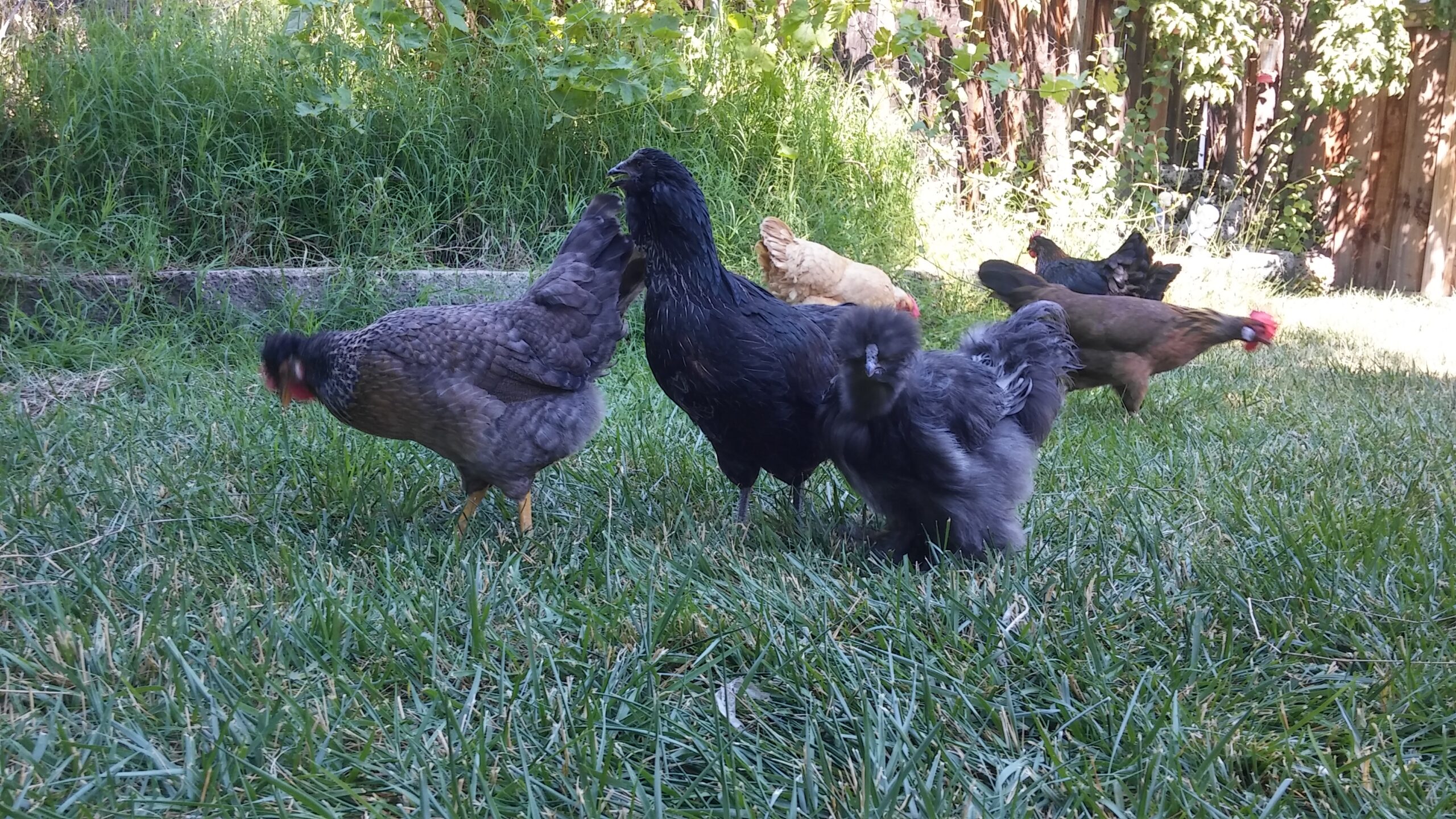 chickens pecking and scratching the ground | Backyard Chickens Mama