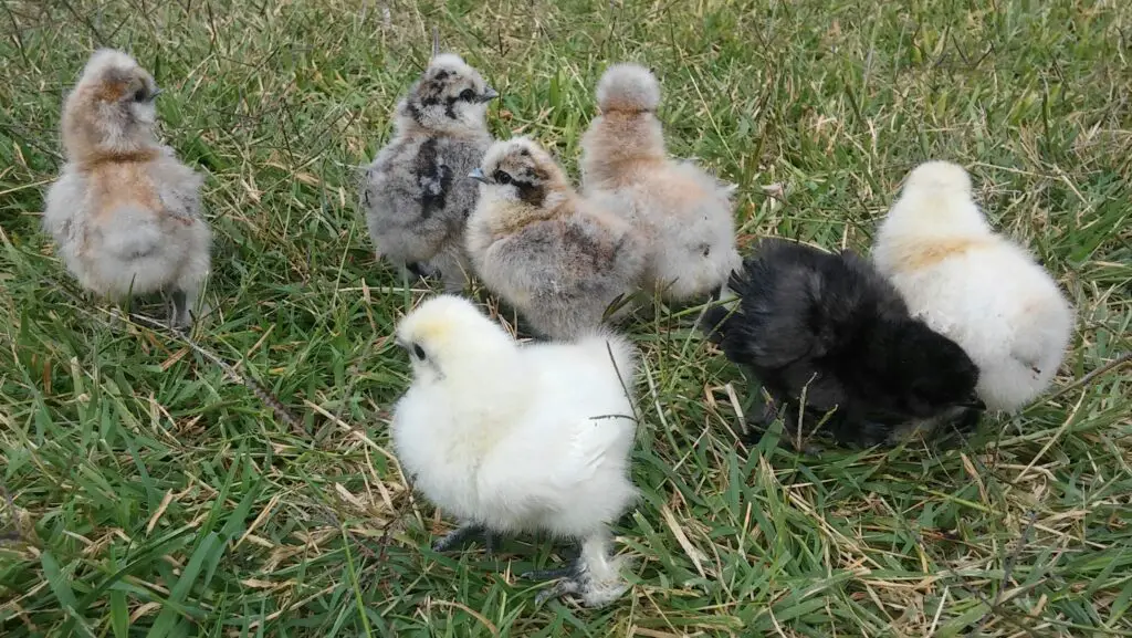 10 Amazing Facts You Should Know About Chickens Eyes