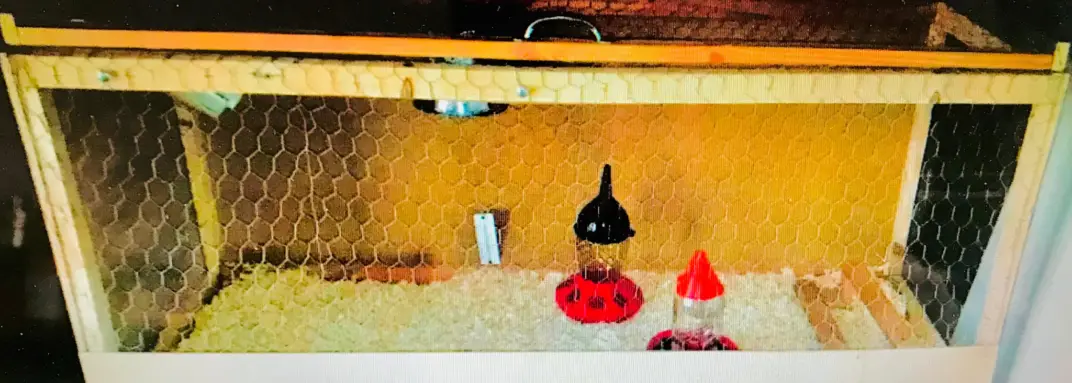 10 Simple Brooder Box Supplies You Need for Thriving Chicks