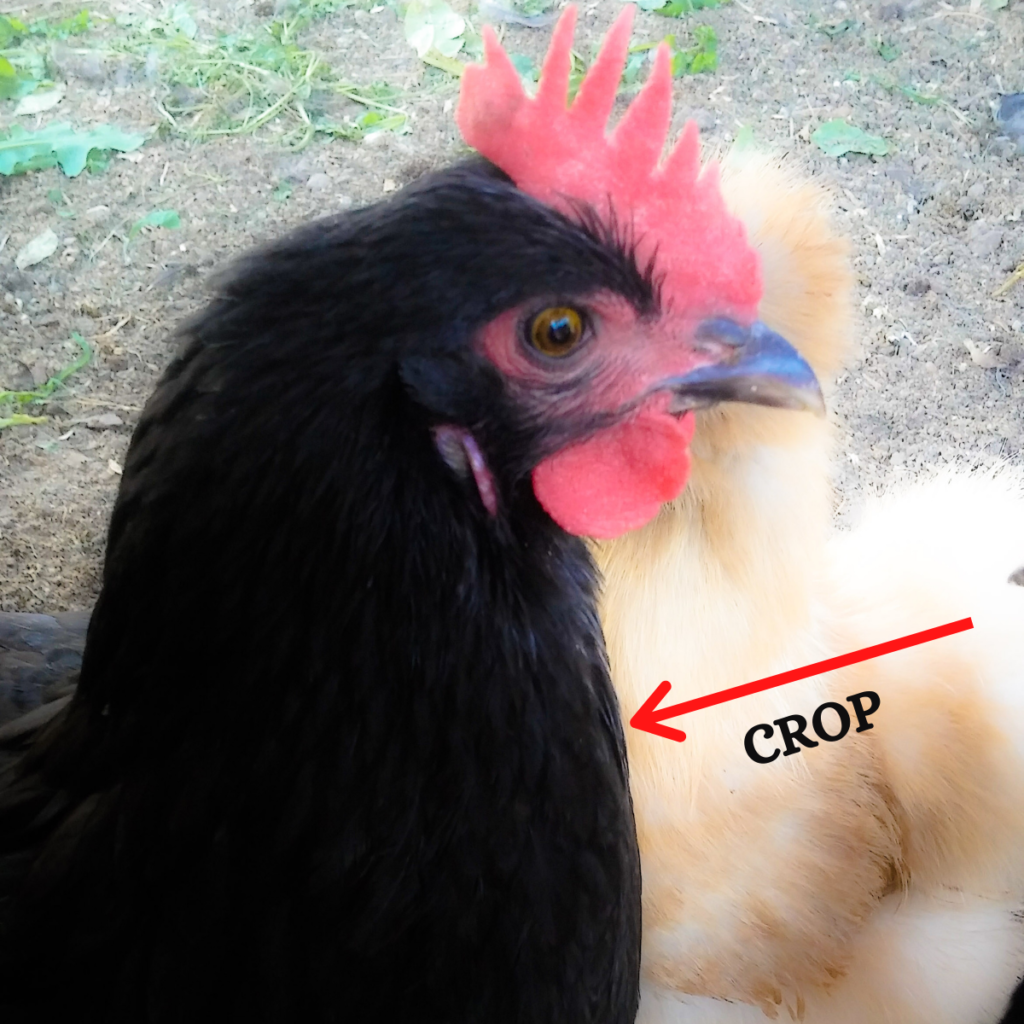 CROP of Chicken | Backyard Chickens Mama