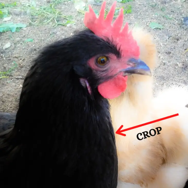 CROP of Chicken | Backyard Chickens Mama