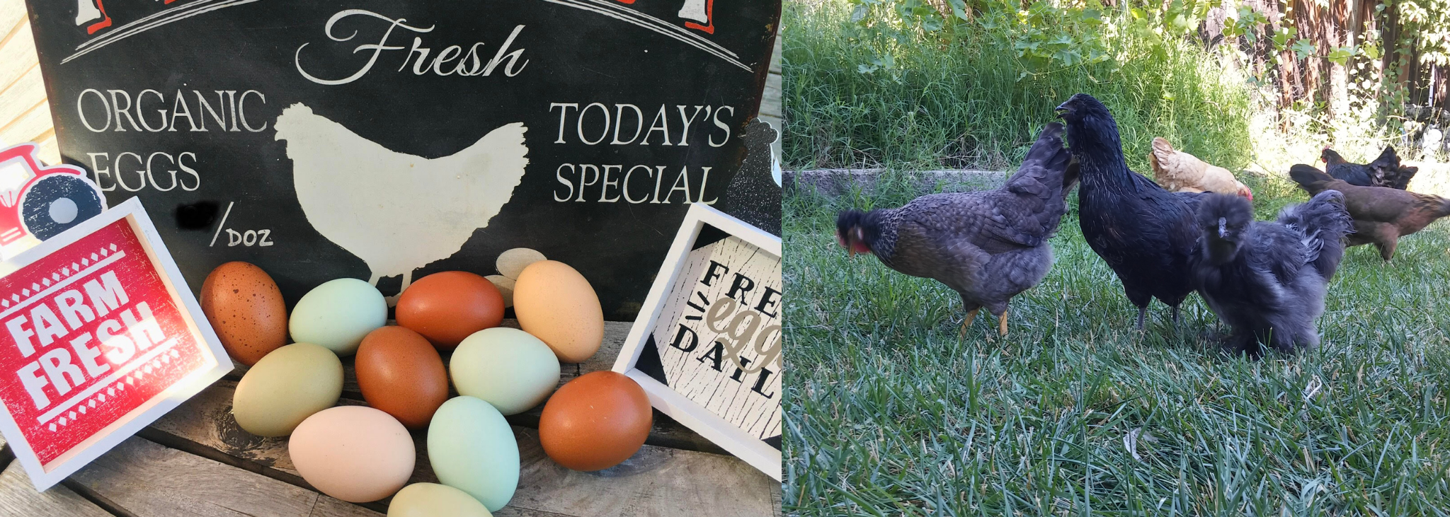 Free-Range-Chickens-and-Eggs | Backyard Chickens Mama