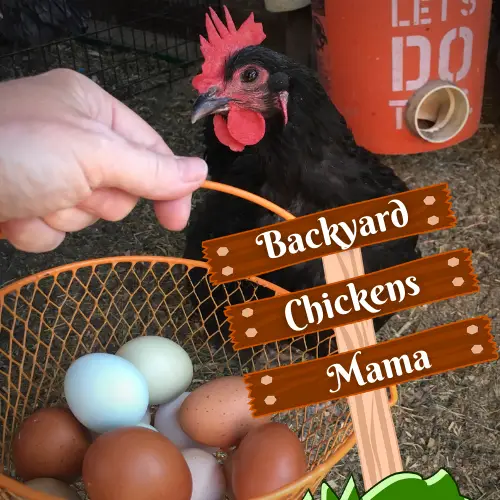Backyard Chickens Mama Logo | Backyard Chickens Mama