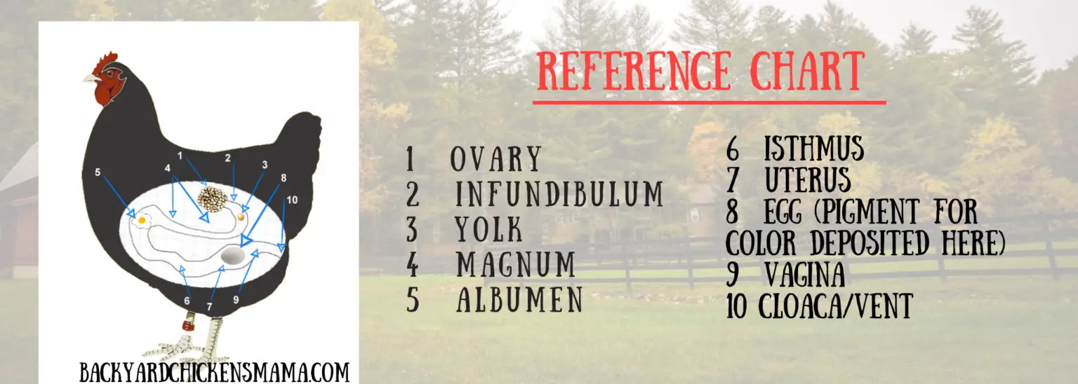 Chicken Egg Journey Chart | Backyard Chickens Mama