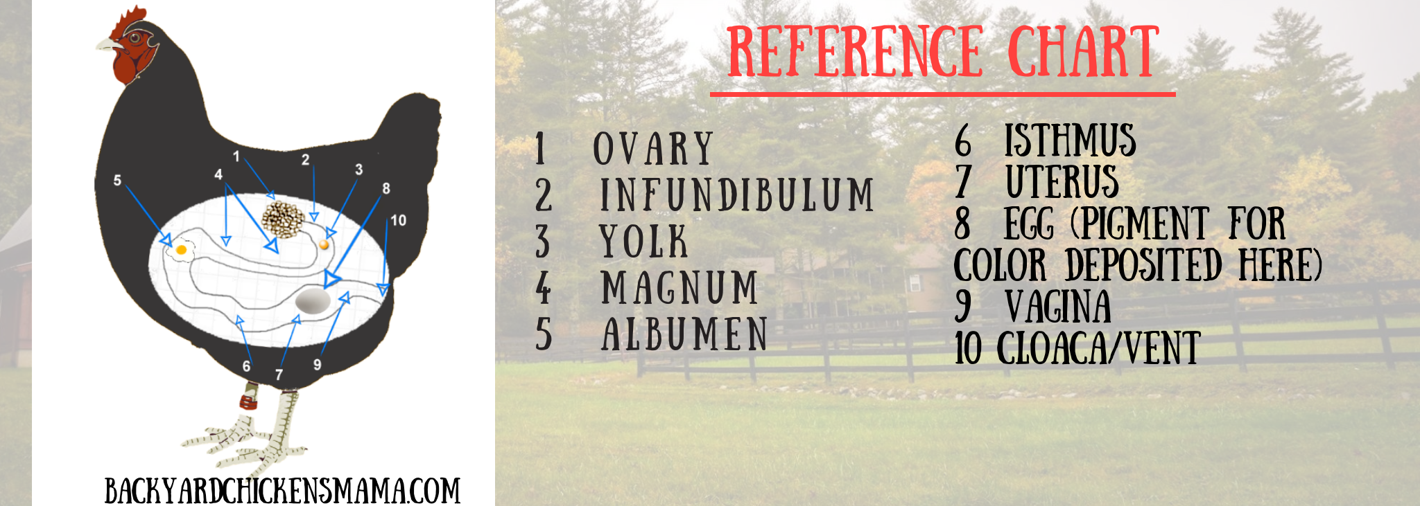 Reference chart banner | Backyard Chickens Mama