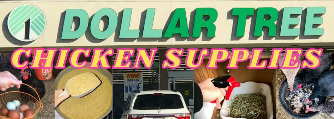 Best Dollar Store Chicken Supplies- 23 Important Products