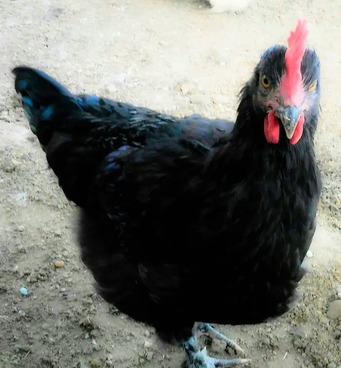 Black Maran | Backyard Chickens Mama