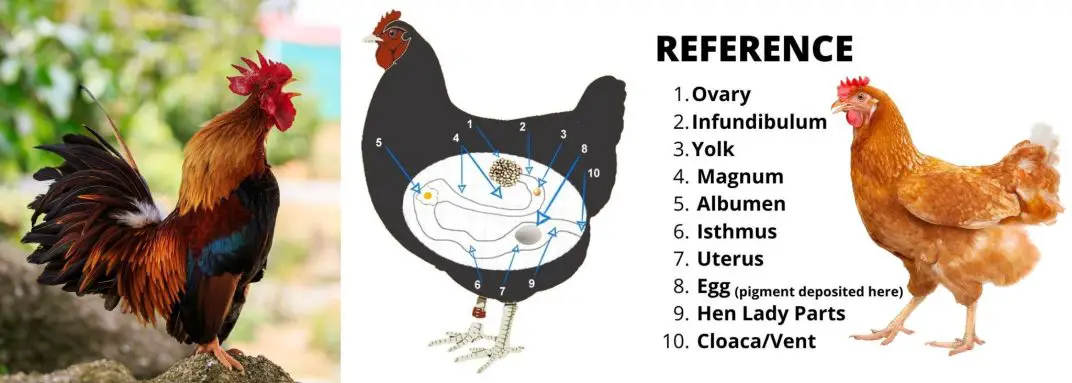 The Fascinating 26 Hour Journey of a Chicken Egg