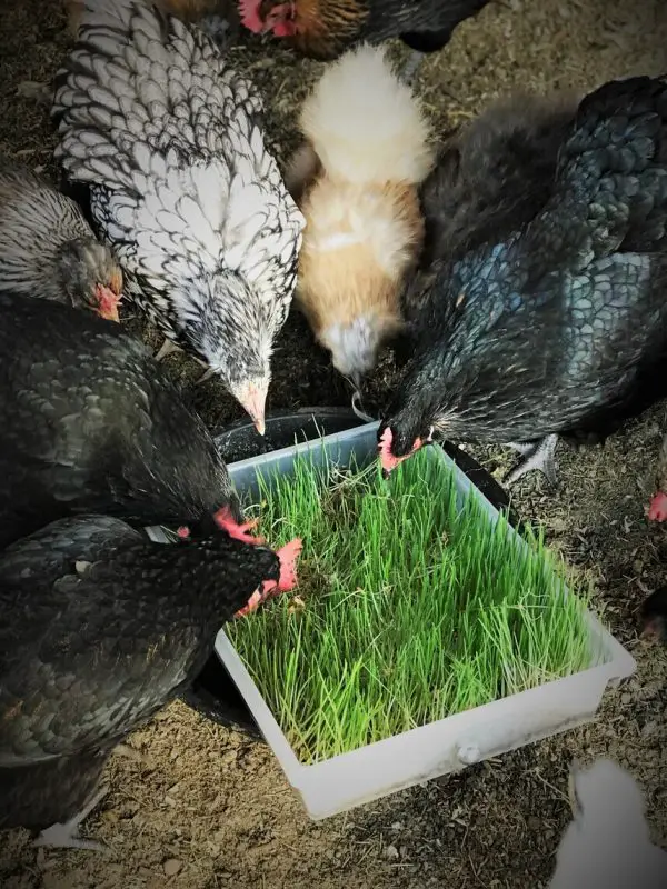 How to Make Chicken Fodder – Step by Step 7 Day Guide with Photos