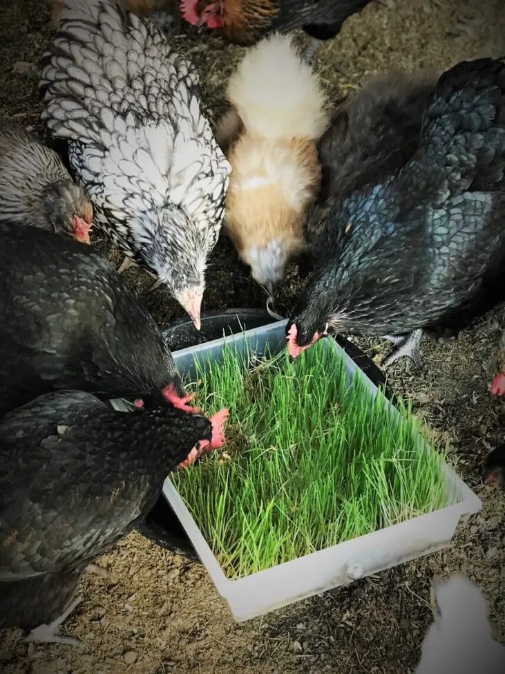 How to Make Chicken Fodder – Step by Step 7 Day Guide with Photos