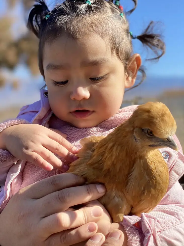 CHILD-CHICKEN | Backyard Chickens Mama