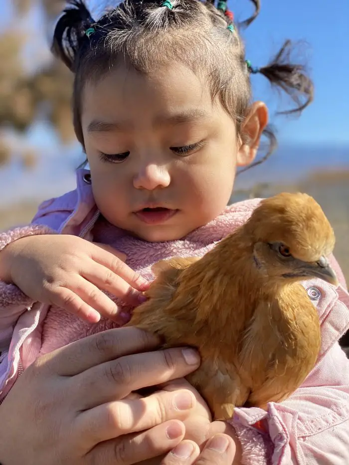 CHILD-CHICKEN | Backyard Chickens Mama