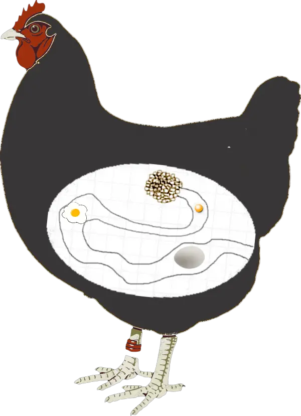 Chicken-Reproductive-Tract-png | Backyard Chickens Mama