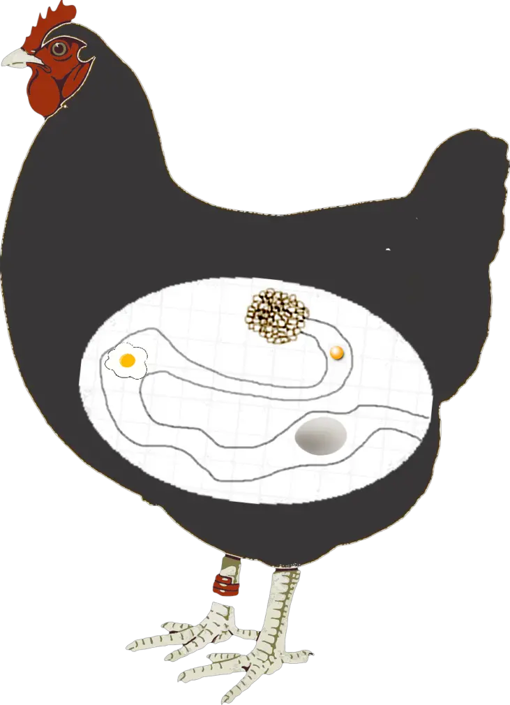 Chicken-Reproductive-Tract-png | Backyard Chickens Mama