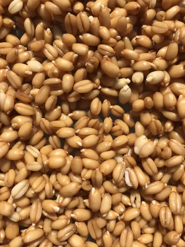 How to Make Chicken Fodder – Step by Step 7 Day Guide with Photos