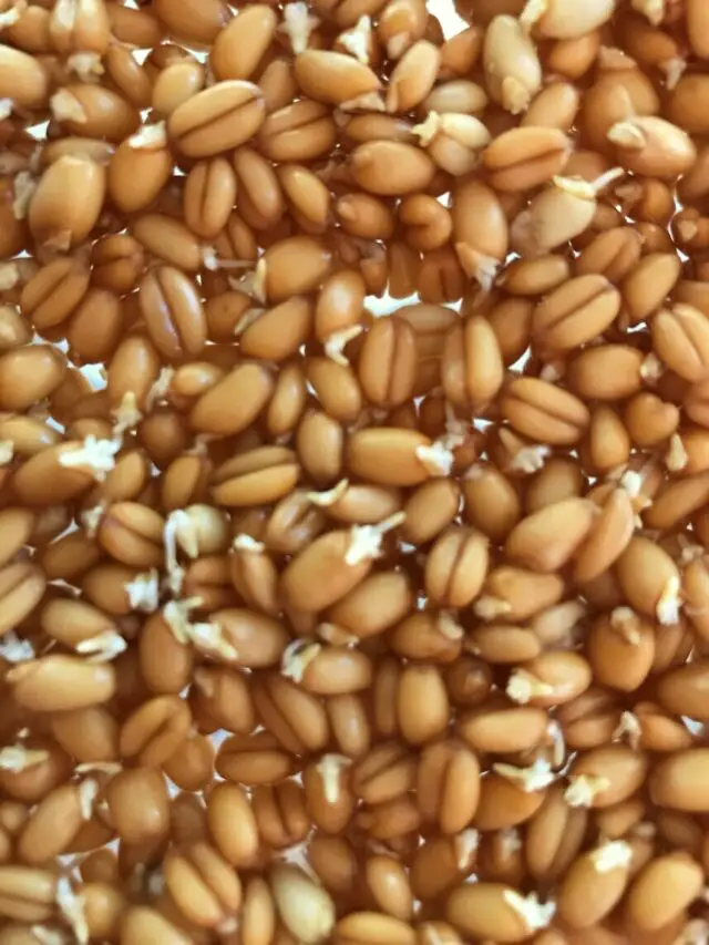 How to Make Chicken Fodder – Step by Step 7 Day Guide with Photos