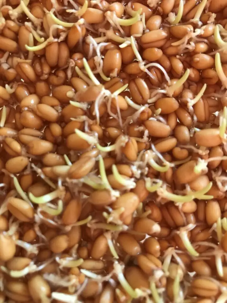 How to Make Chicken Fodder – Step by Step 7 Day Guide with Photos