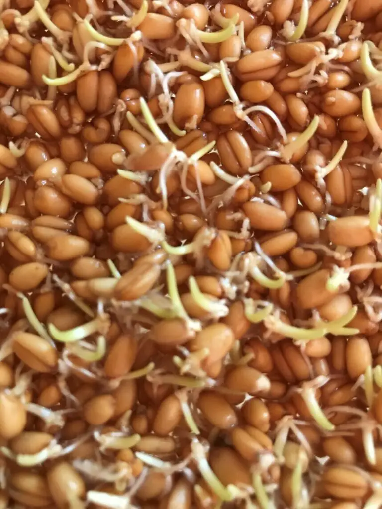 How to Make Chicken Fodder – Step by Step 7 Day Guide with Photos