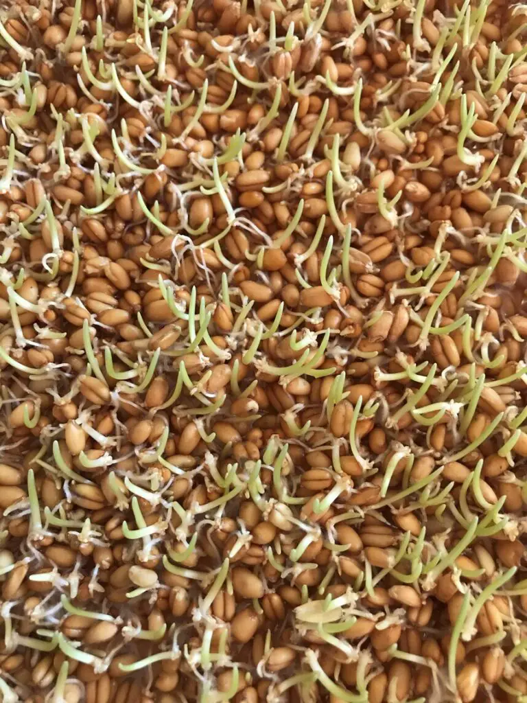 How to Make Chicken Fodder – Step by Step 7 Day Guide with Photos