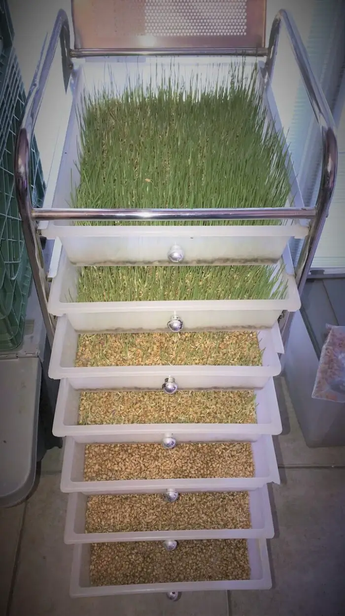 DAY-Day 6 Chicken fodder tray6-CHICKEN-FODDER-2 | Backyard Chickens Mama