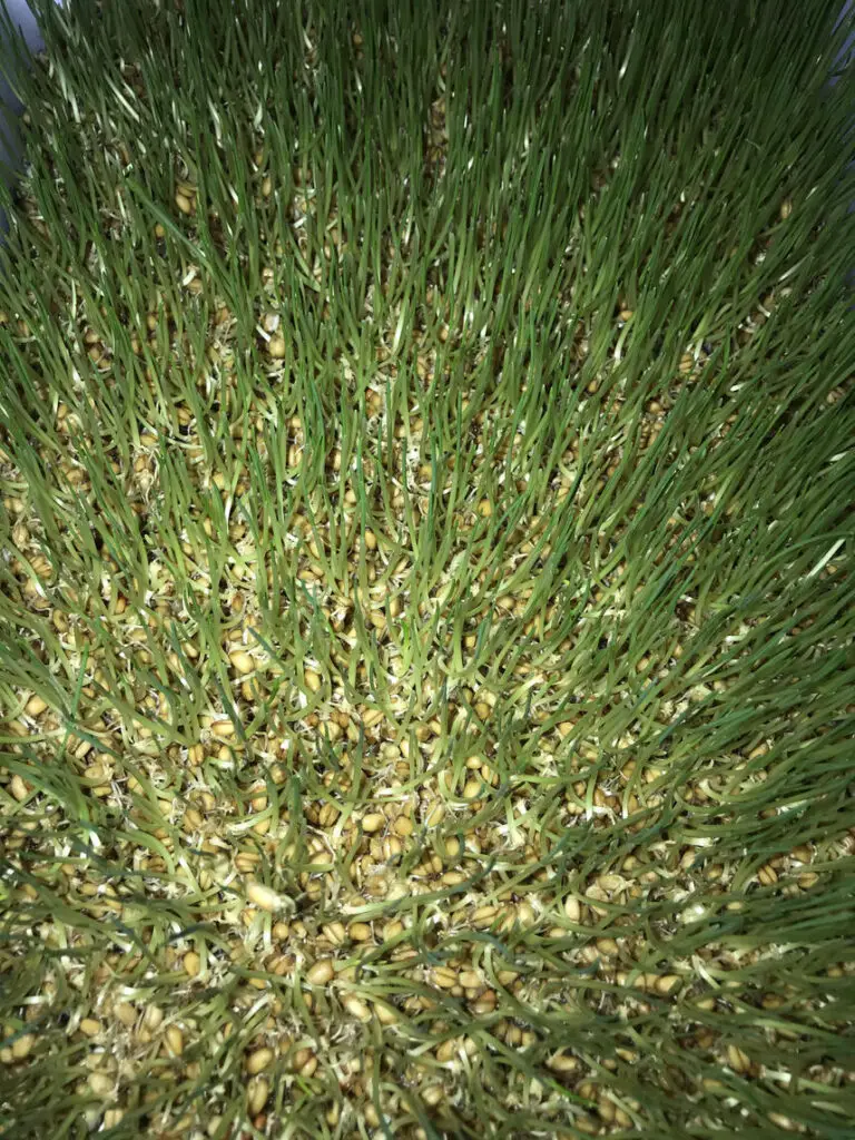 How to Make Chicken Fodder – Step by Step 7 Day Guide with Photos