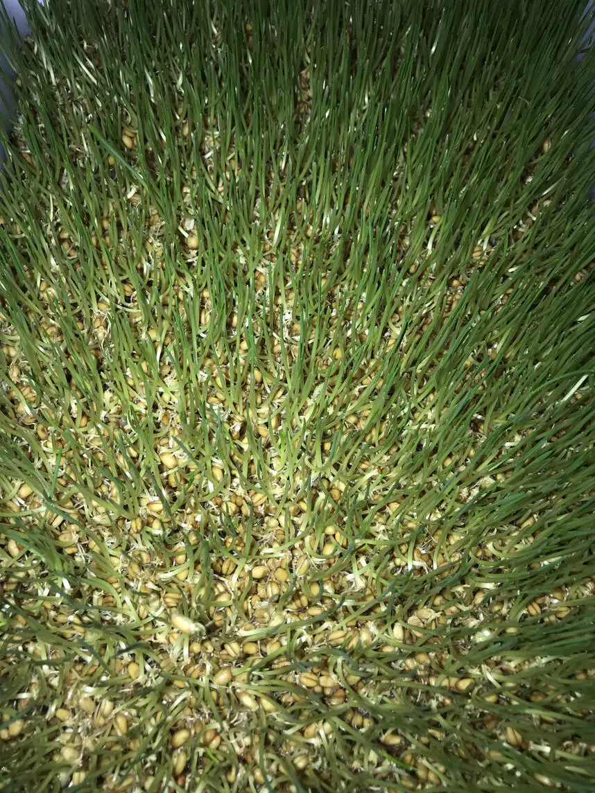 How to Make Chicken Fodder – Step by Step 7 Day Guide with Photos