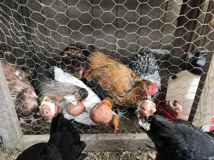 HANGING-FOOD-IN-CHICKEN-WIRE | Backyard Chickens Mama
