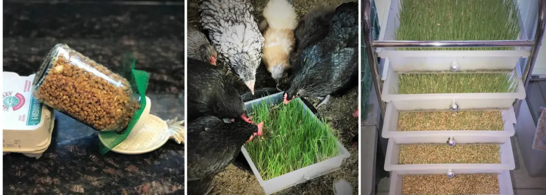 How to Make Chicken Fodder – Step by Step 7 Day Guide with Photos