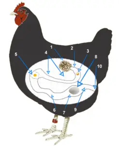 HEN REPRODUCTIVE TRACT | Backyard Chickens Mama