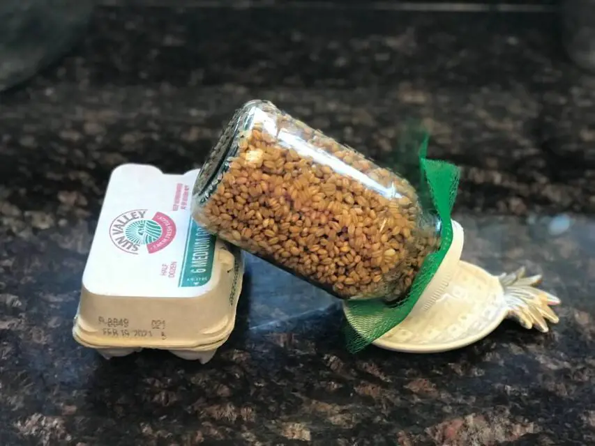 How to Make Chicken Fodder – Step by Step 7 Day Guide with Photos