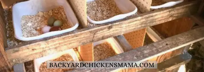 Simple Guide to Setting Up the Best Hen Nesting Boxes