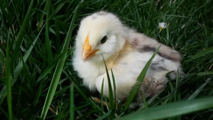 chick-in-second-week-no-egg-tooth | Backyard Chickens Mama