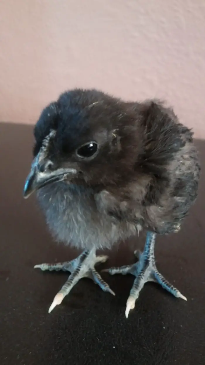 svart-hona-2-weeks | Backyard Chickens Mama