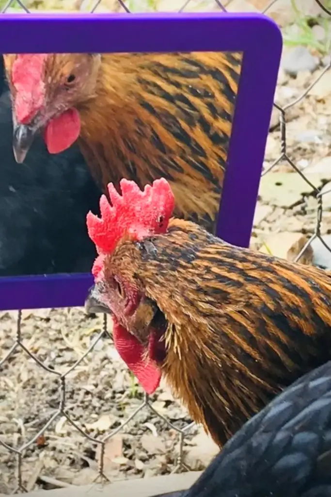 10 Amazing Facts You Should Know About Chickens Eyes