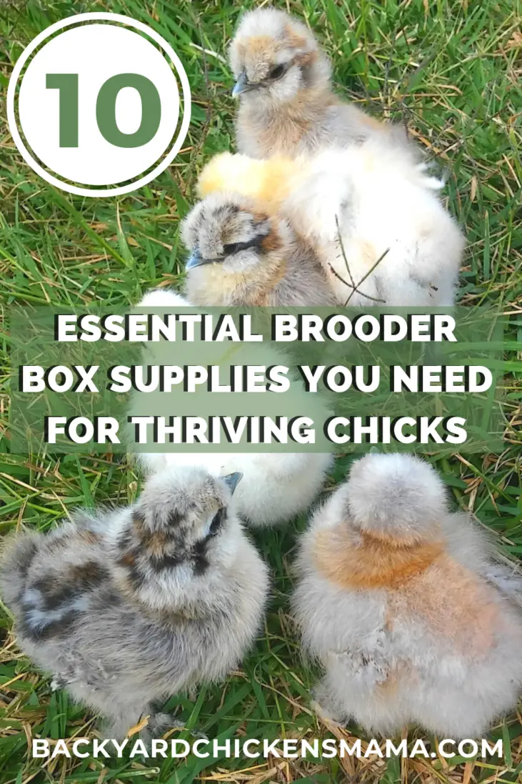 10-ESSENTIAL-BROODER-BOX-SUPPLIES-YOU-NEED-FOR-THRIVING-CHICKS | Backyard Chickens Mama