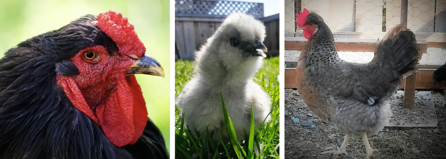 11 Amazing Facts About Chickens You Must Know