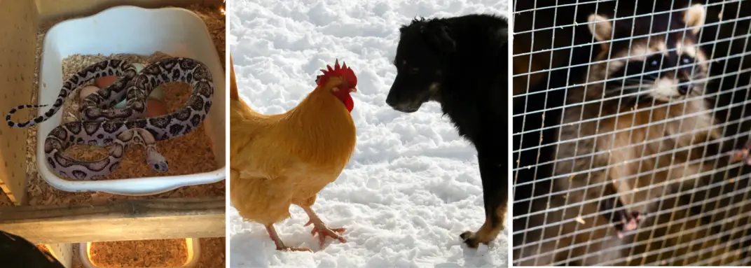 11 Common Backyard Chicken Predators – How to Best Prevent Attacks