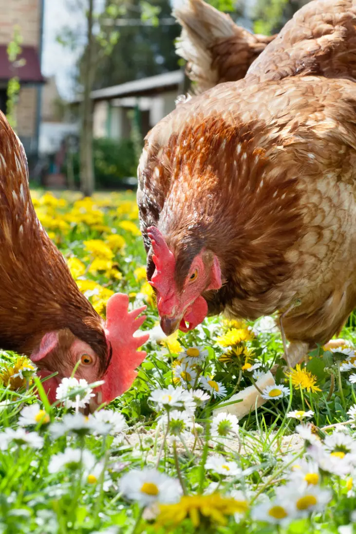 Chicken Sour Crop – How to Best Cure