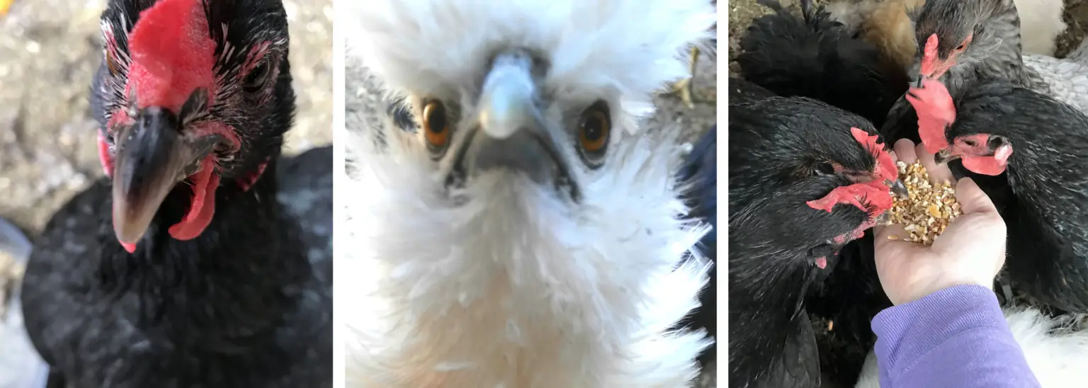 How to Make Chicken Fodder – Step by Step 7 Day Guide with Photos