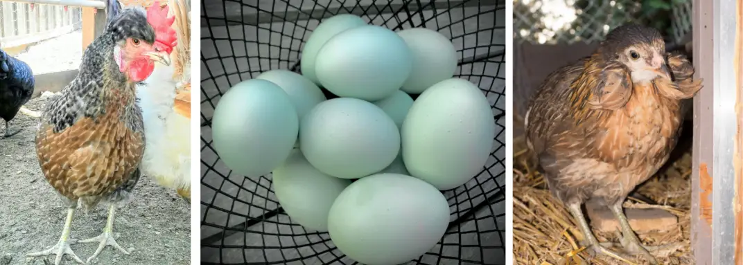 6 Best Breeds that Will Lay Beautiful Blue Chicken Eggs
