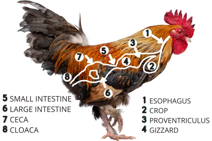 CHICKEN-DIGESTIVE-SYSTEM | Backyard Chickens Mama