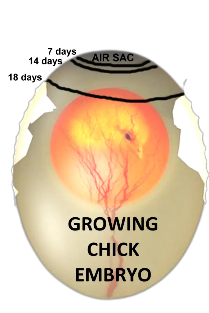 GROWING CHICK EMBRYO | Backyard Chickens Mama