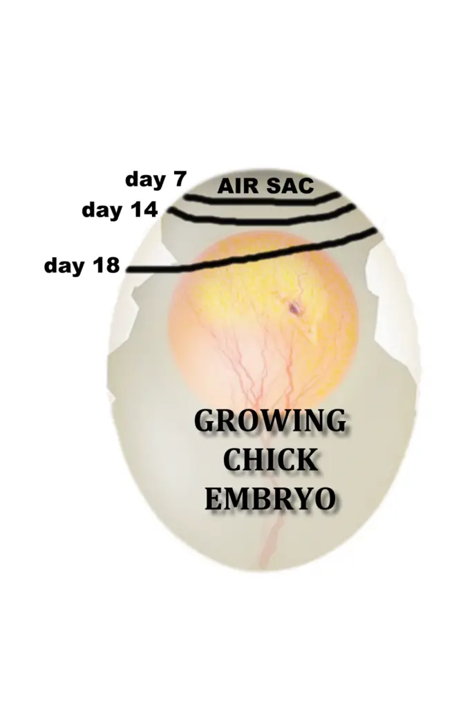 Growing chick embryo with air sac development | Backyard Chickens Mama